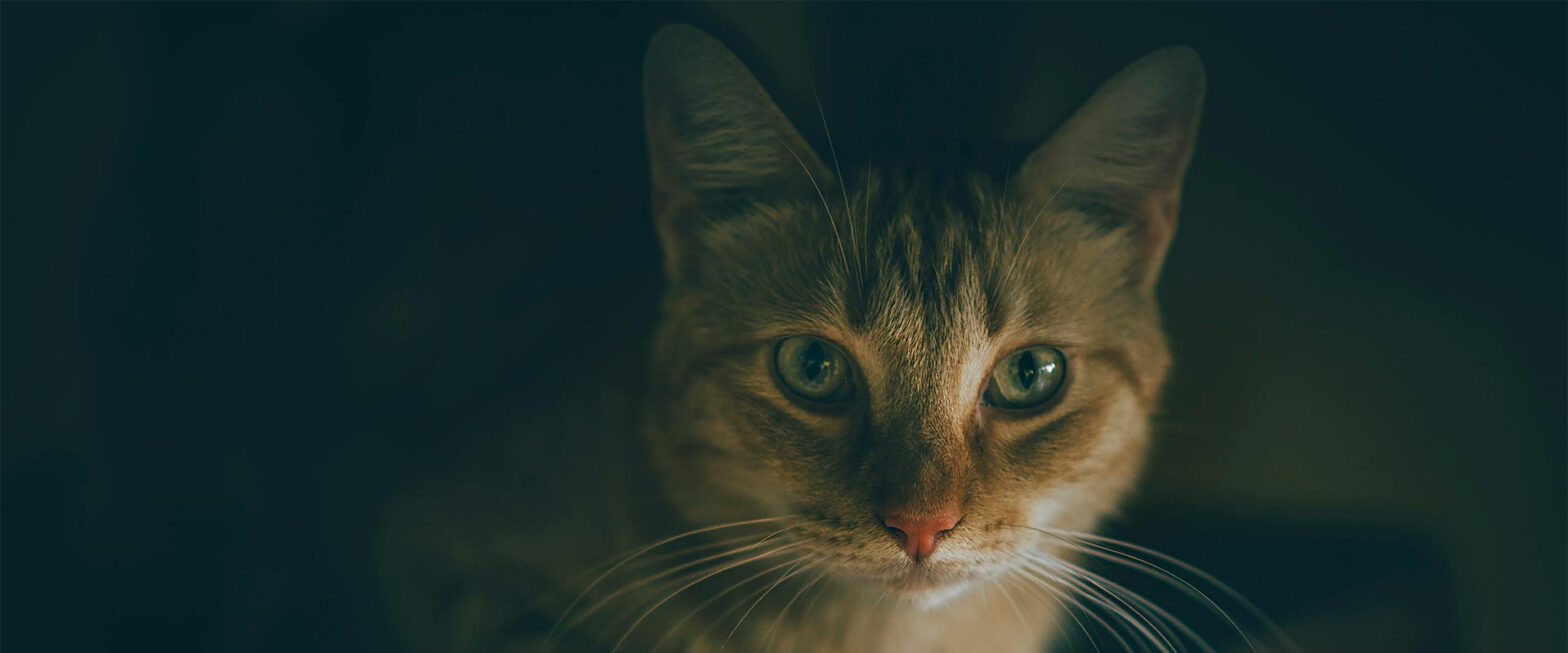 Award Winning Vet In Etobicoke - Home - Martin Veterinary Hospital